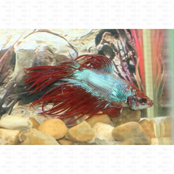 Crowntail Fighter - All Things Aquatic