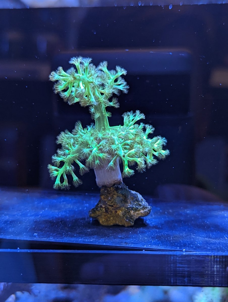 Aquatic shop | Marine |Tropical | Pond | Maintenance Services – All ...